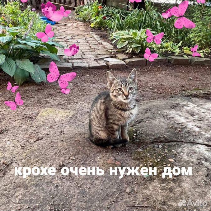 Крохе очень нужен дом