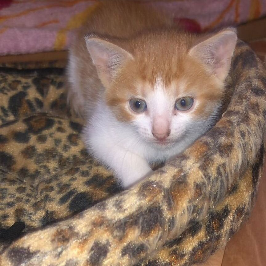 Котята
