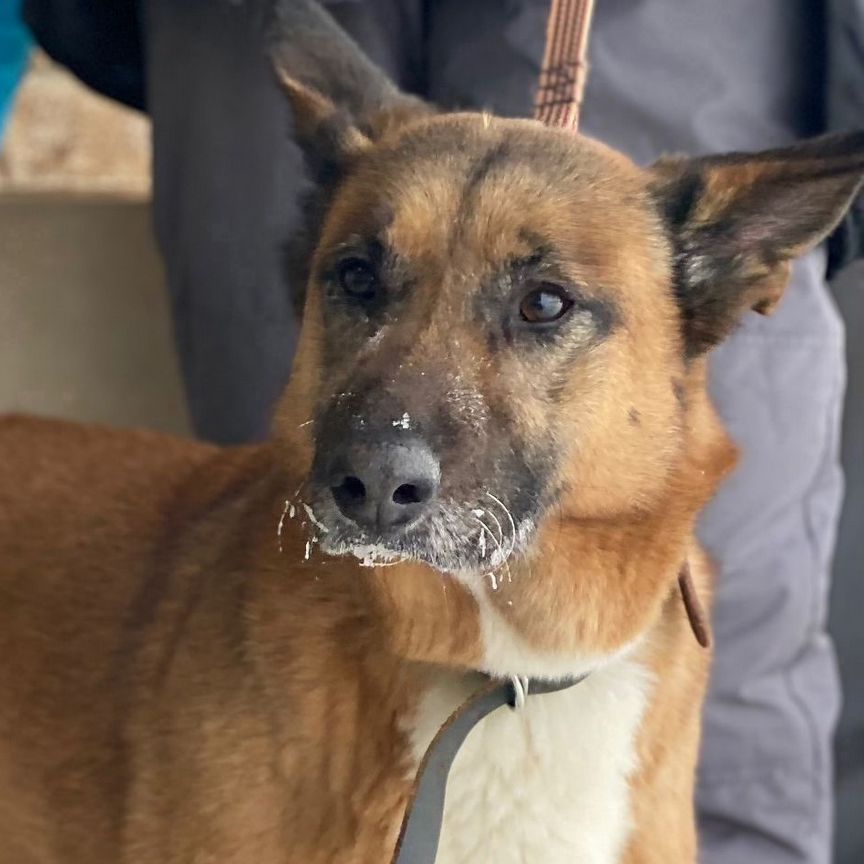 Взрослая собака в добрые руки