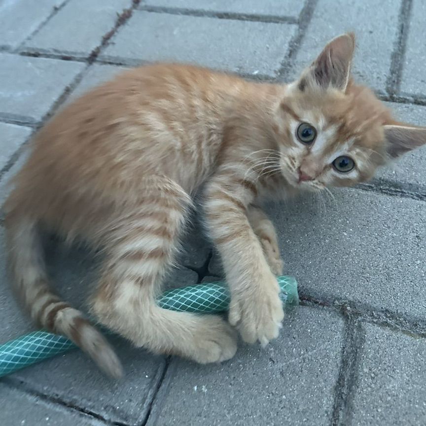 Кошечка в добрые руки бесплатно