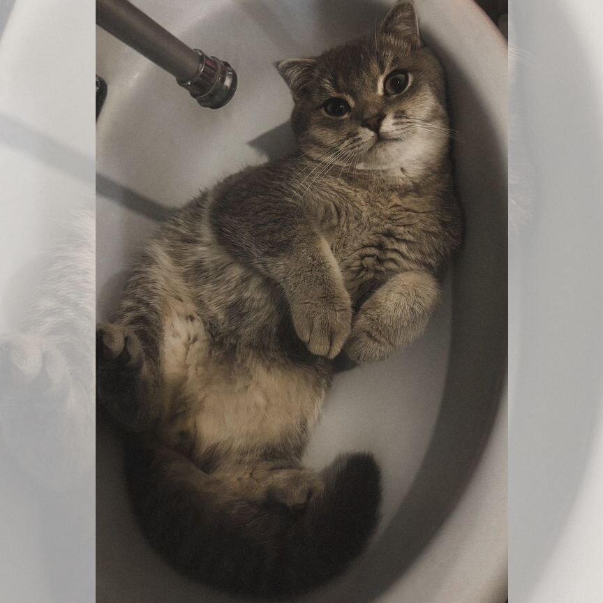 Котенок 6 месяцев