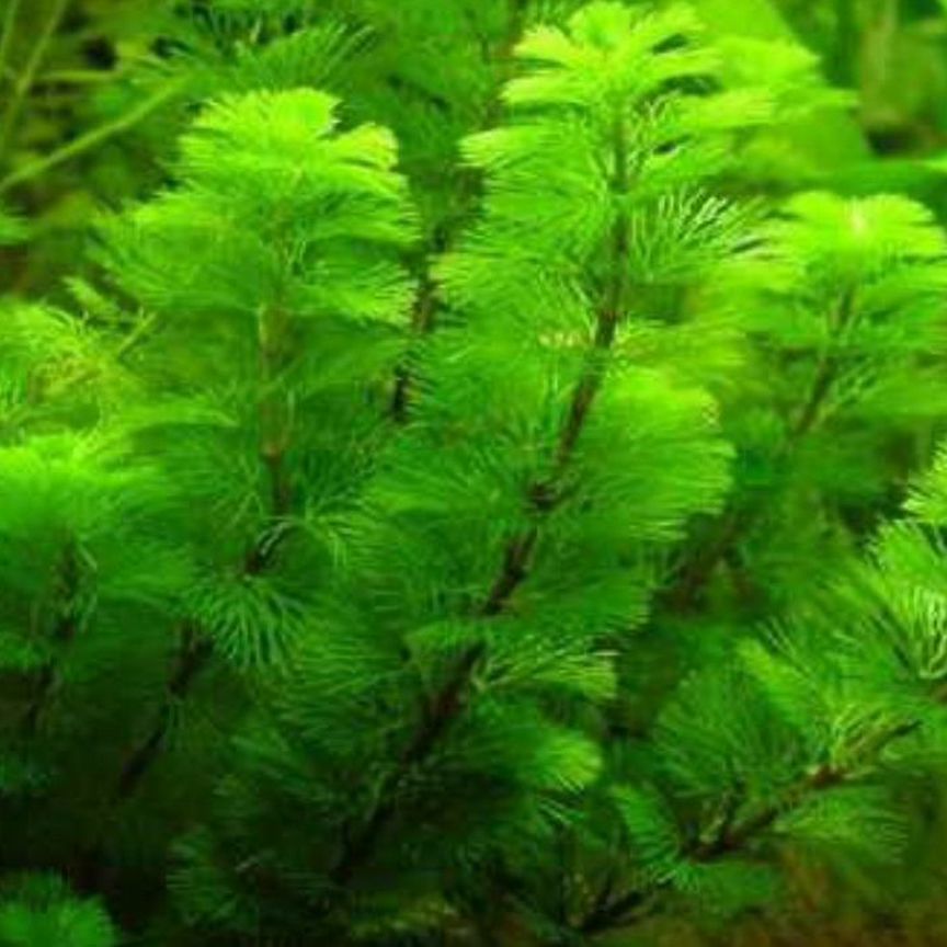 Кабомба каролинская (пучок)