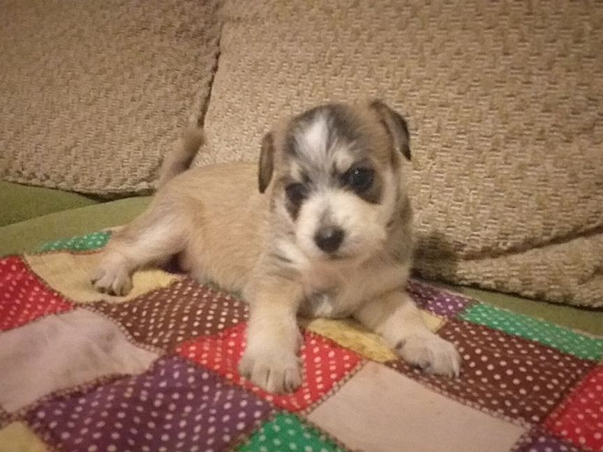 Щенки бесплатно