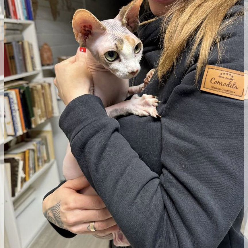 Канадский сфинкс котёнок