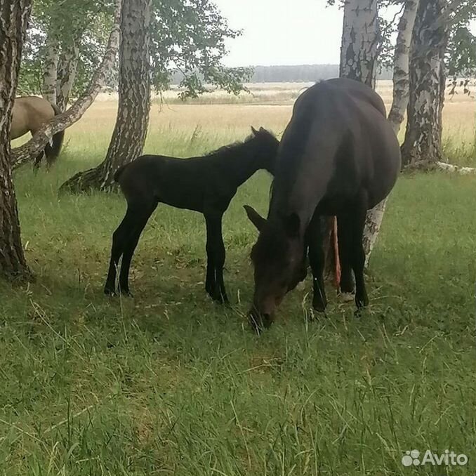 Лошадь с жеребëнком