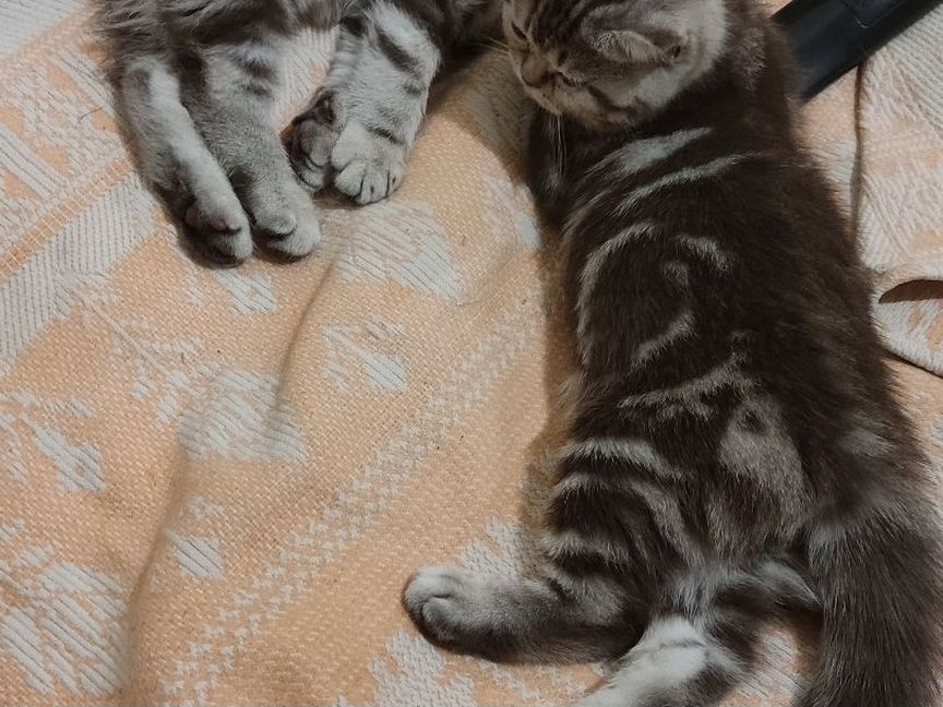 Шотландские мраморные котята