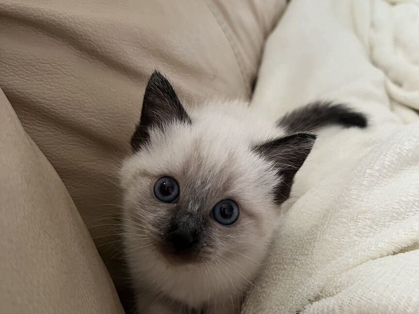 Сиамские котята