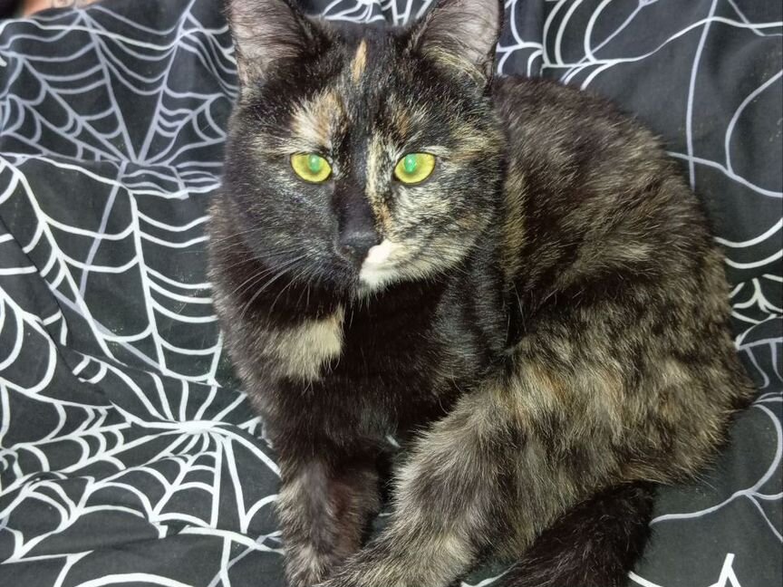 Кошка бесплатно