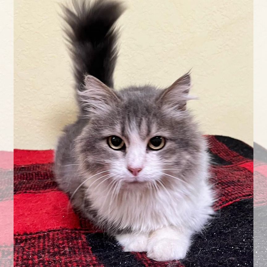 Кошка в добрые руки