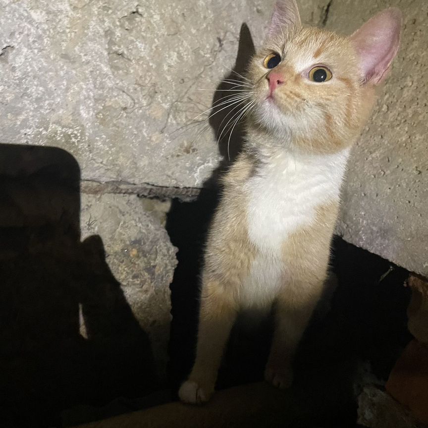 Котёнок в добрые руки