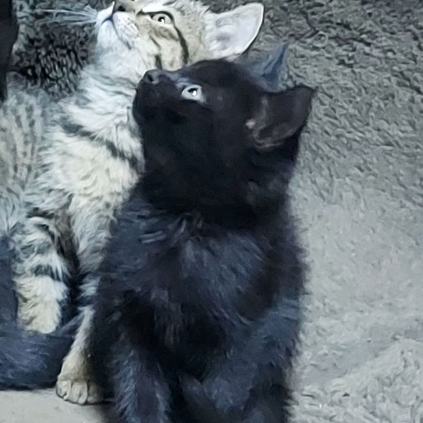 Веселые, ласковые котята ищут семью