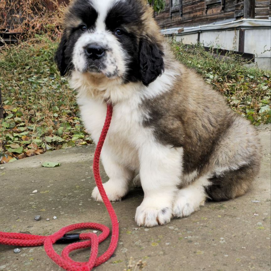 Девочка московская сторожевая