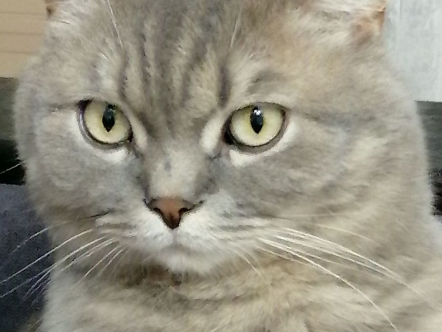 Отдам кота в добрые руки