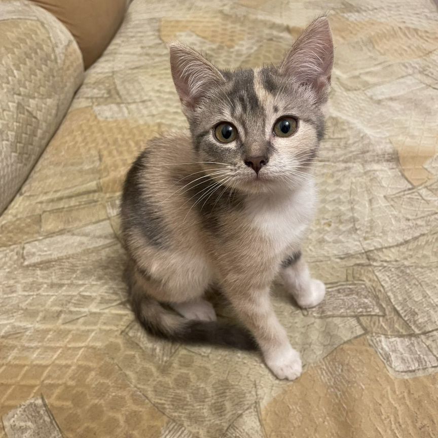 Кошка