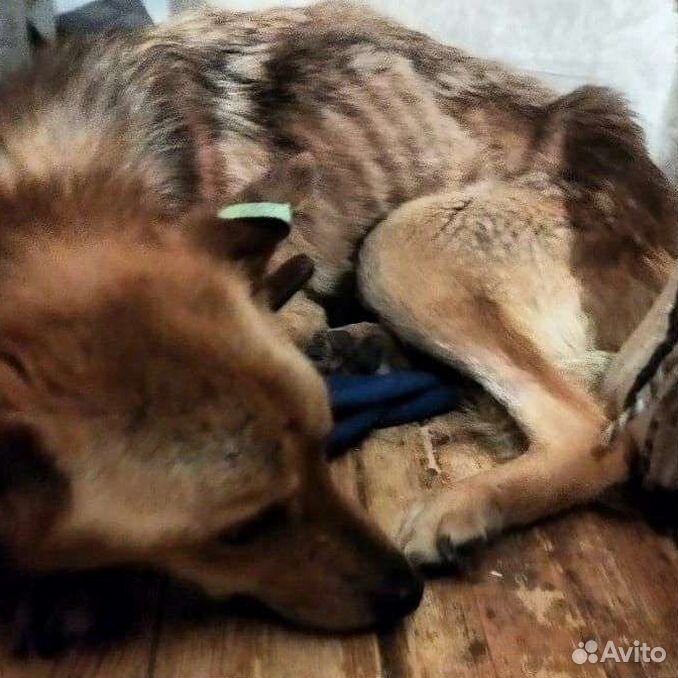 Борщик из костей и кожи