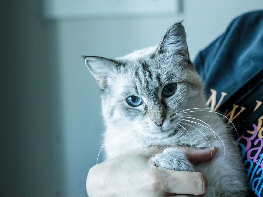 Тайская кошка в добрые руки