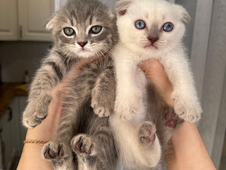 Шотландские вислоухие котята