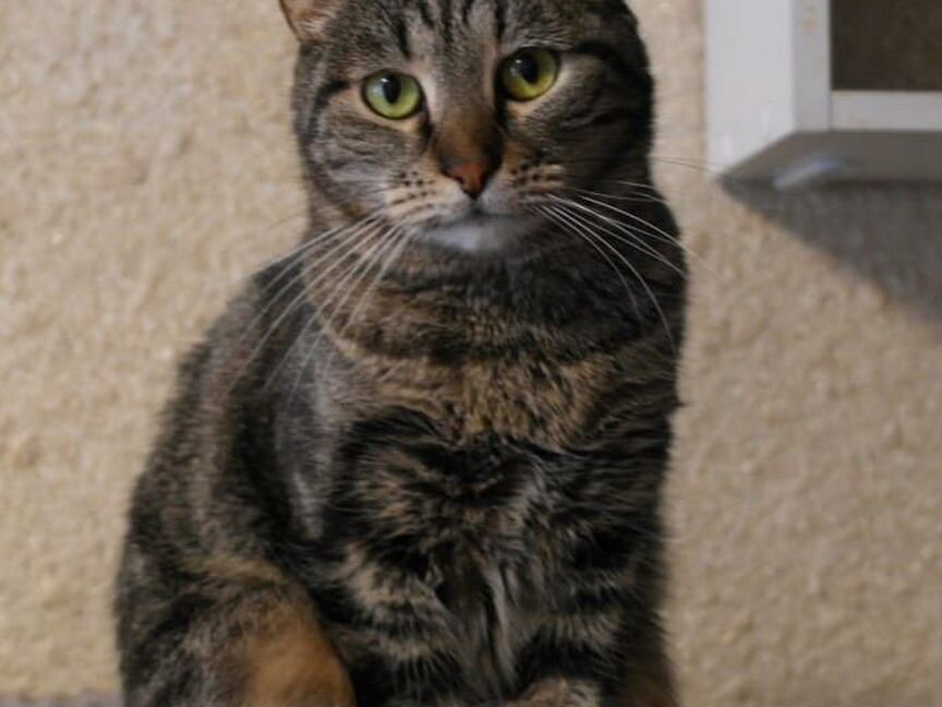 Мраморная кошечка Фиона