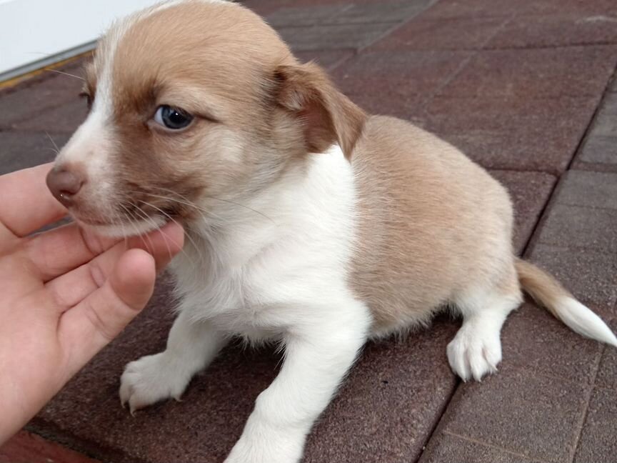 Щенки маленькой дворняжки