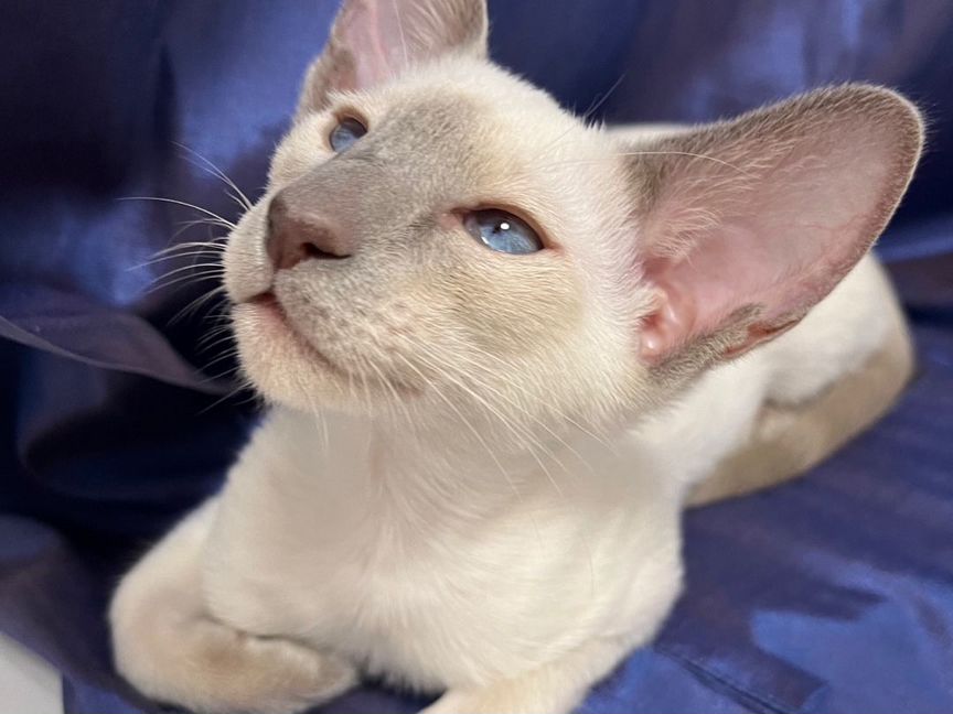 Ориентальный котенок