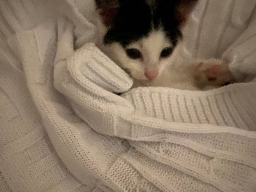 Котенок в добрые руки