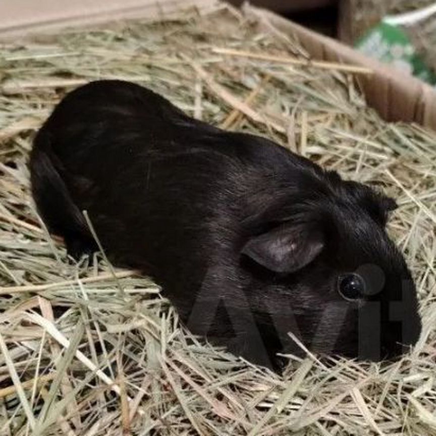 Сено для грызунов