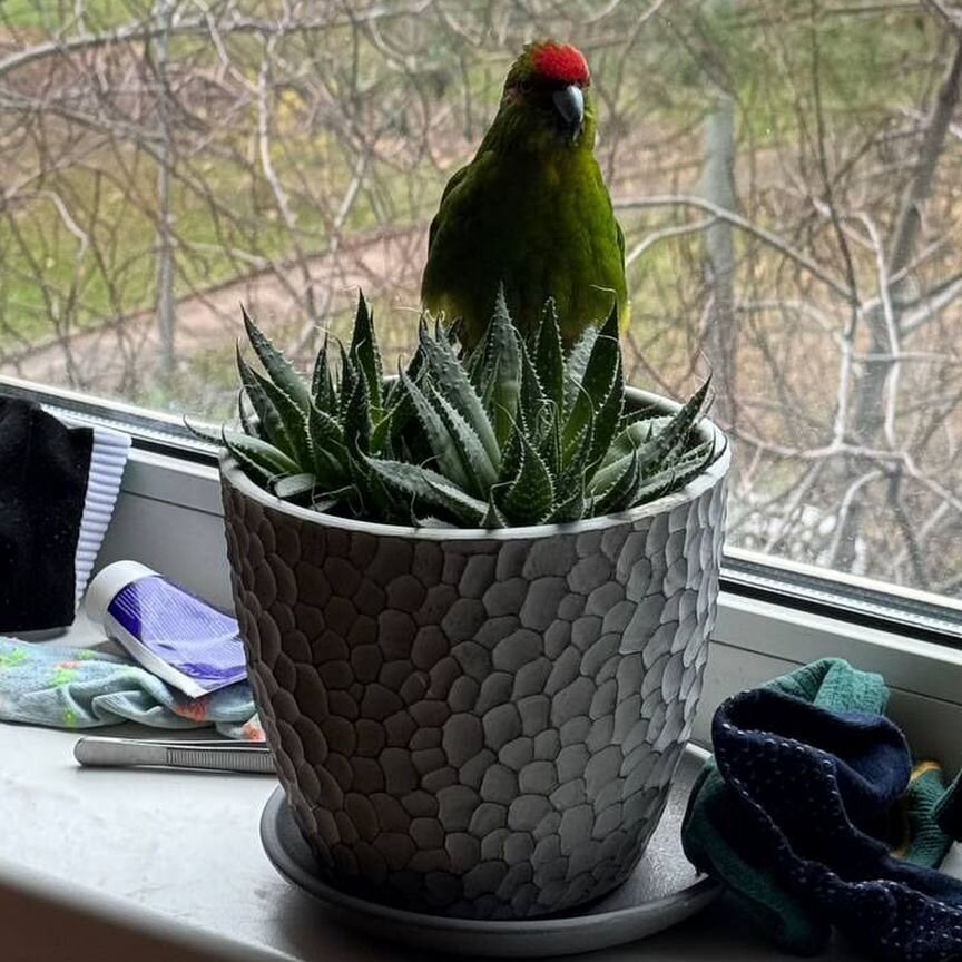 Попугай какарик