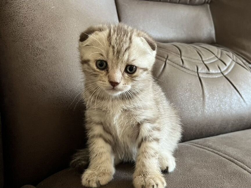 Вислоухие котята