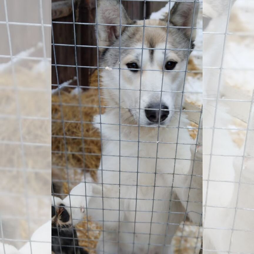 Собака в добрые руки