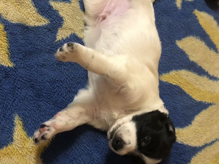 Собаки бесплатно в добрые руки