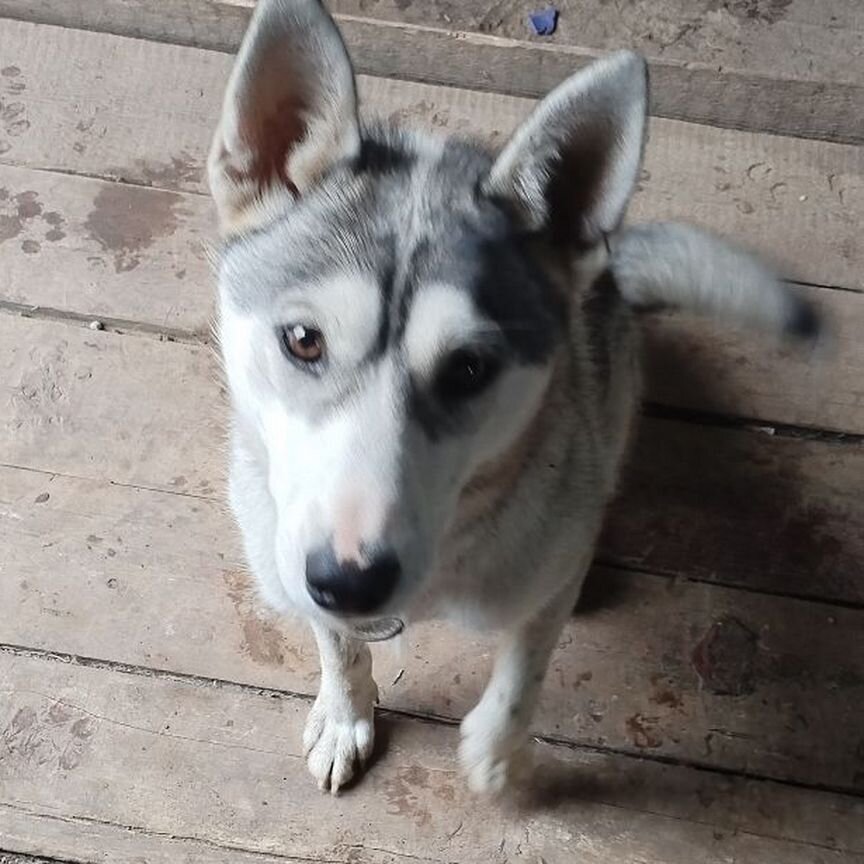 Сибирский хаски, щенок