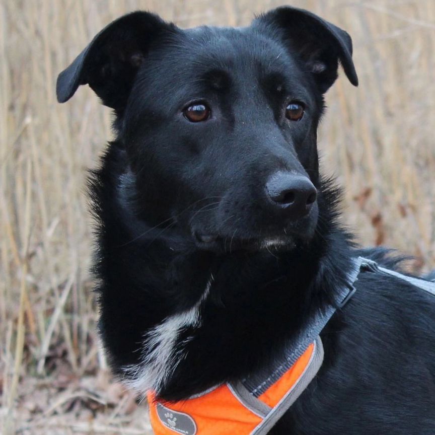 Прекрасный друг в добрые руки