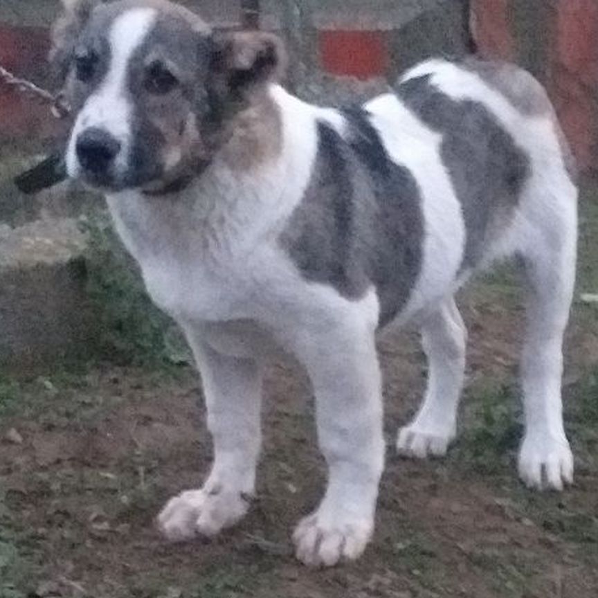 Щенки кавказской овчарки