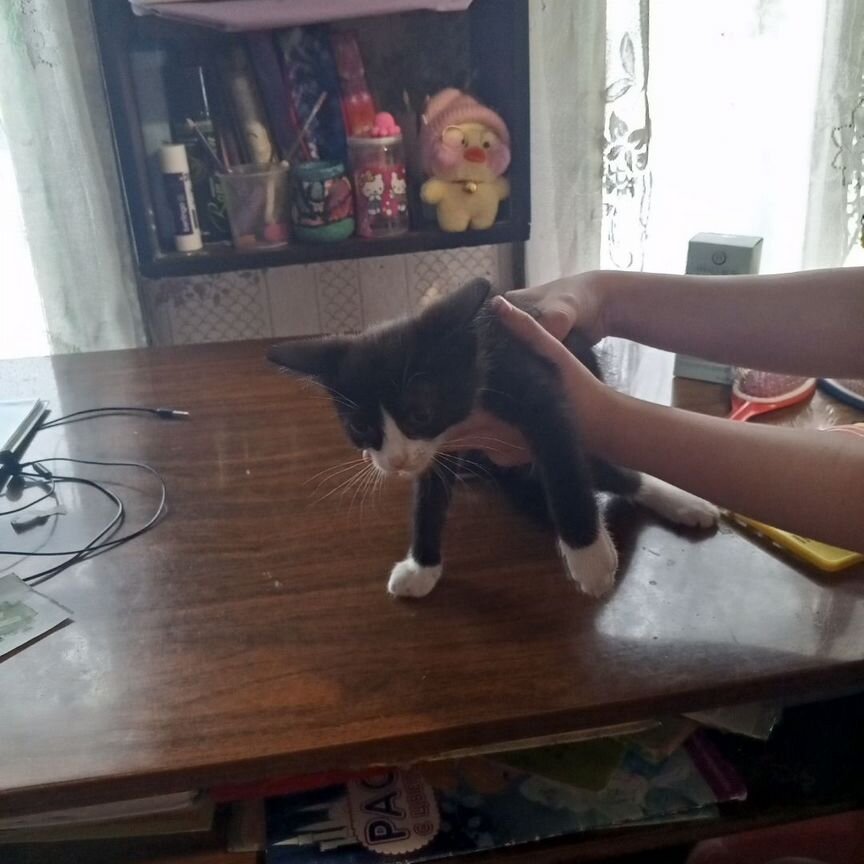 Черный котенок в добрые руки
