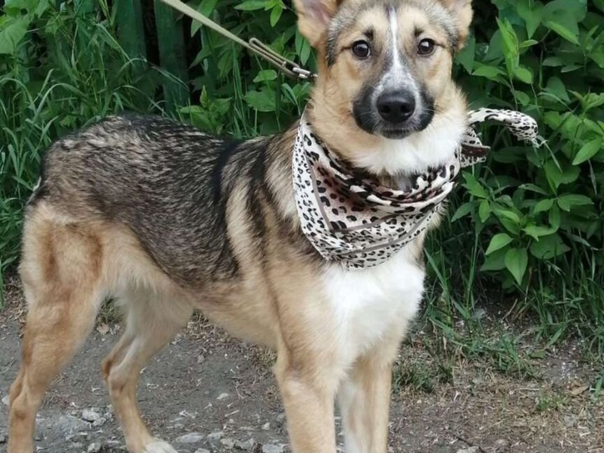 Щенок ищет дом