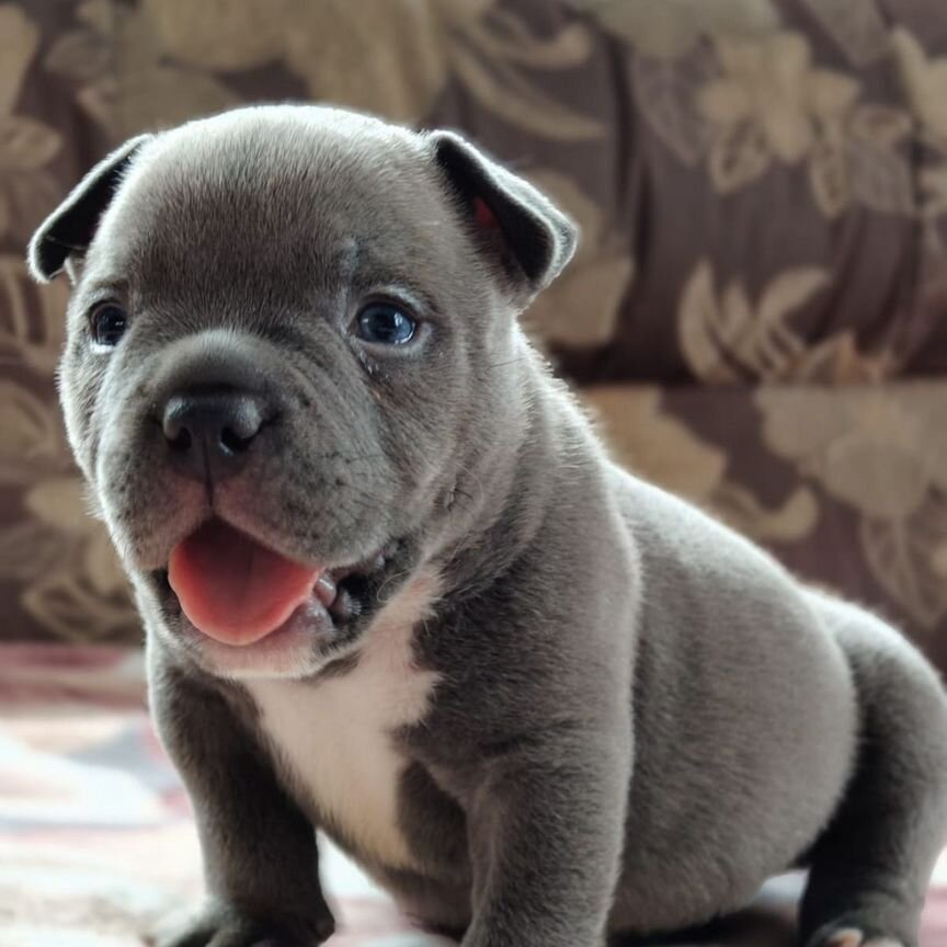 Американский булли экзот