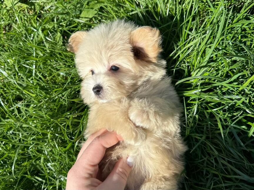 Мальтипу мини