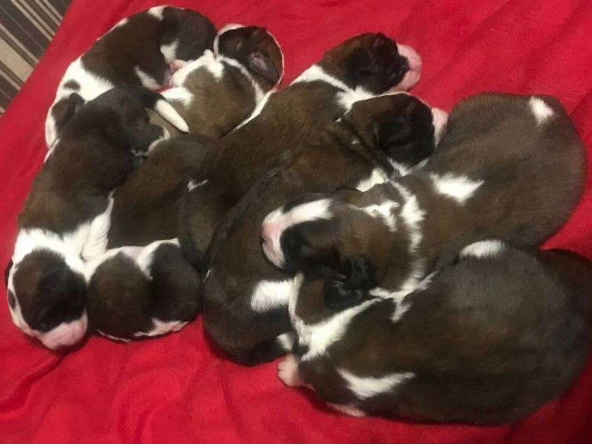 Сенбернары