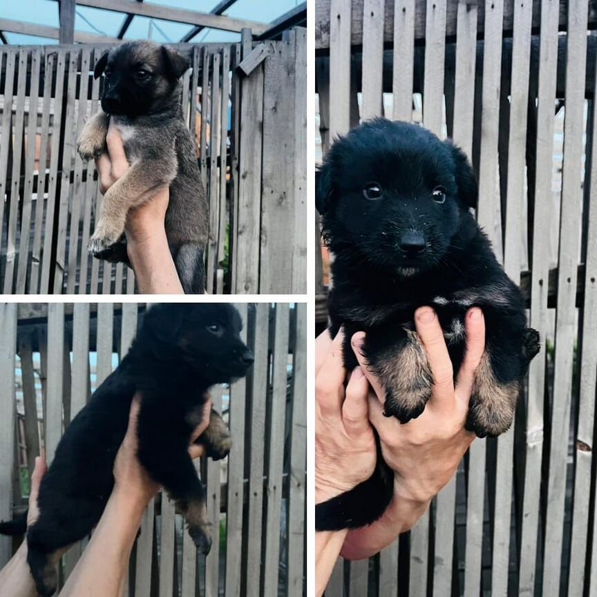 Щенок в добрые руки