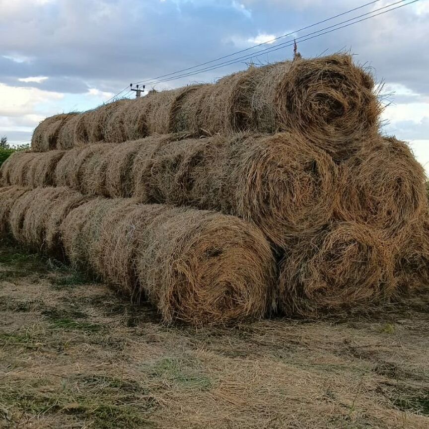Сено люцерны в рулонах