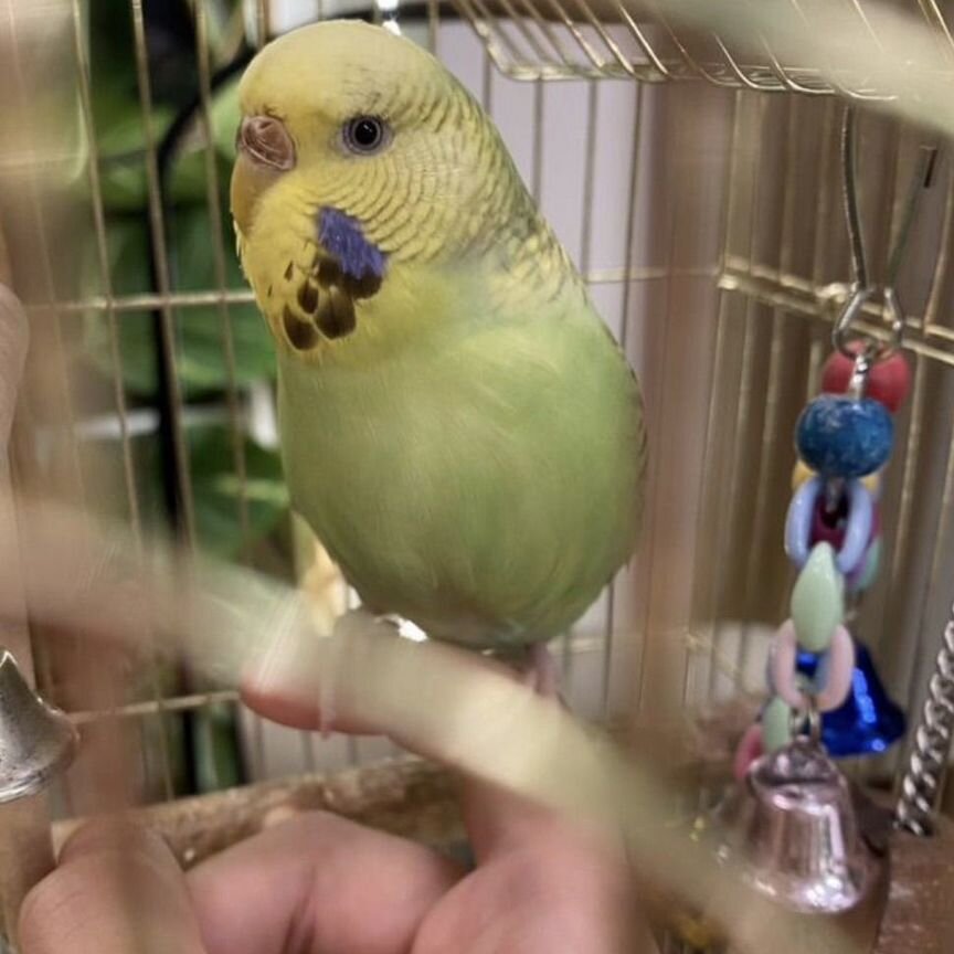 Попугай получех самка ручная