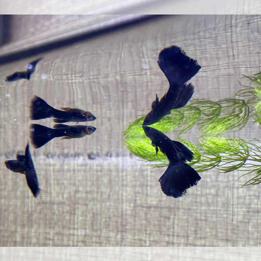 Гуппи - московские синие - 10 хвостиков