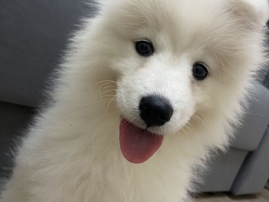 Самоедская лайка в добрые руки
