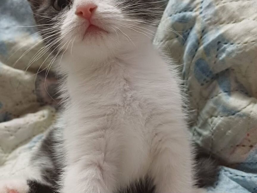 Отдам в заботливые руки