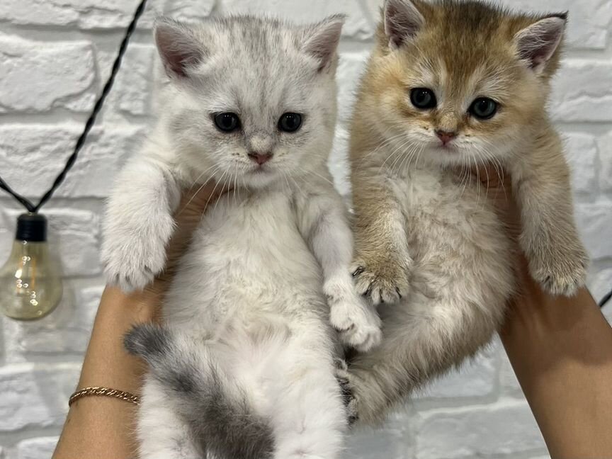 Котятки шиншиллы