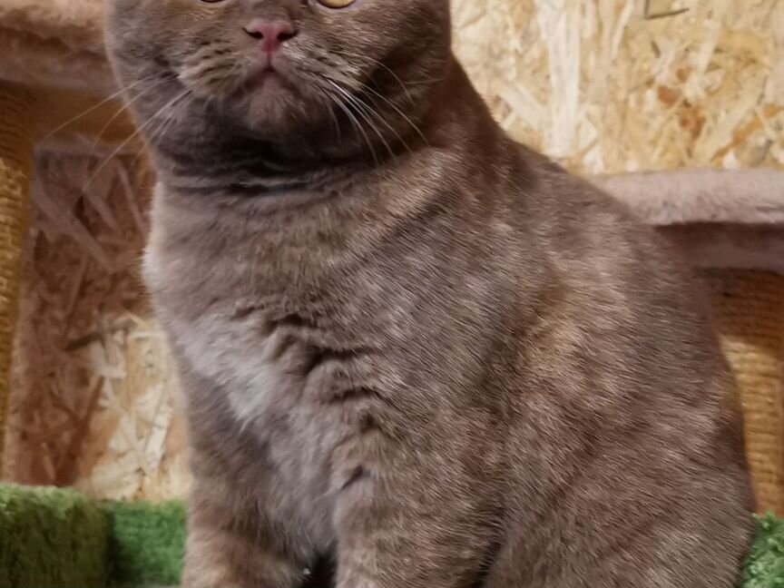 Черепаха цинамон британская