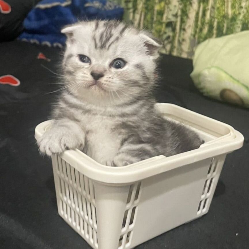 Шотландский вислоухий короткошёрстный котёнок