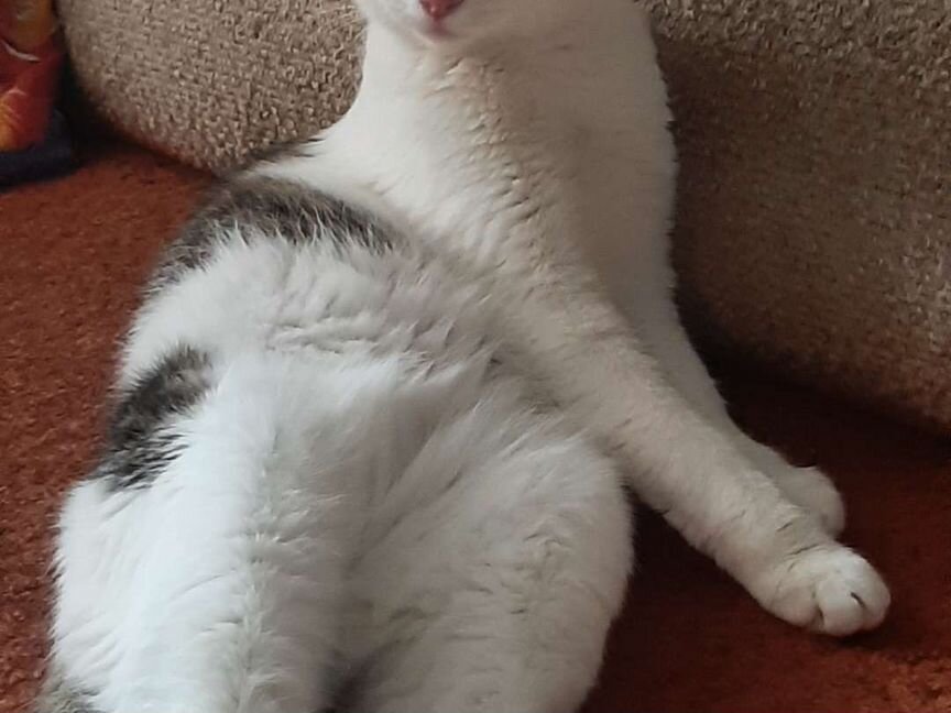 Кошечка серая с белым ищет дом