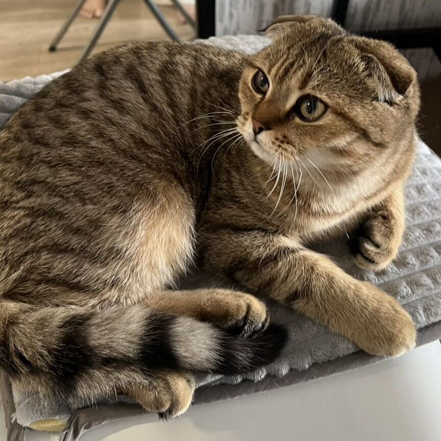 Шотландский вислоухий короткошёрстный котёнок
