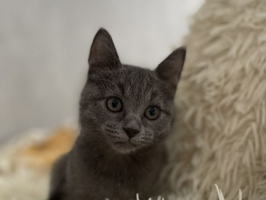 Котенок в добрые руки девочка